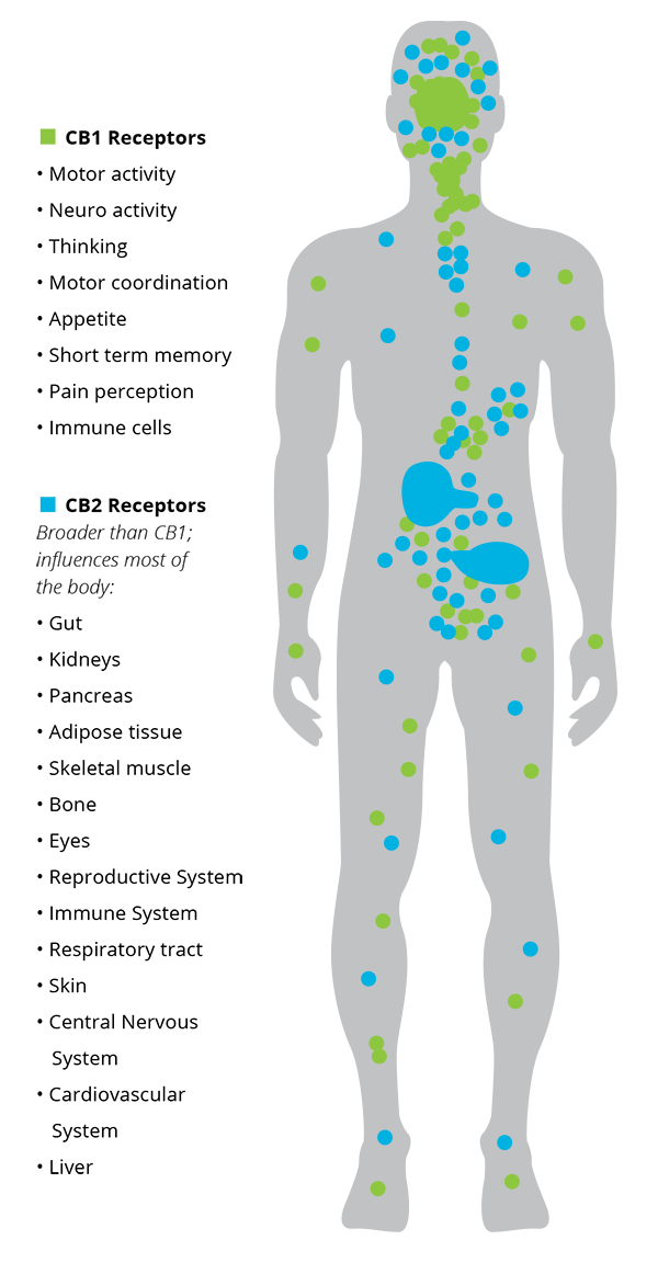 Hempzorb81™ Full Spectrum Hemp CBD Oil - Med 7 CBD